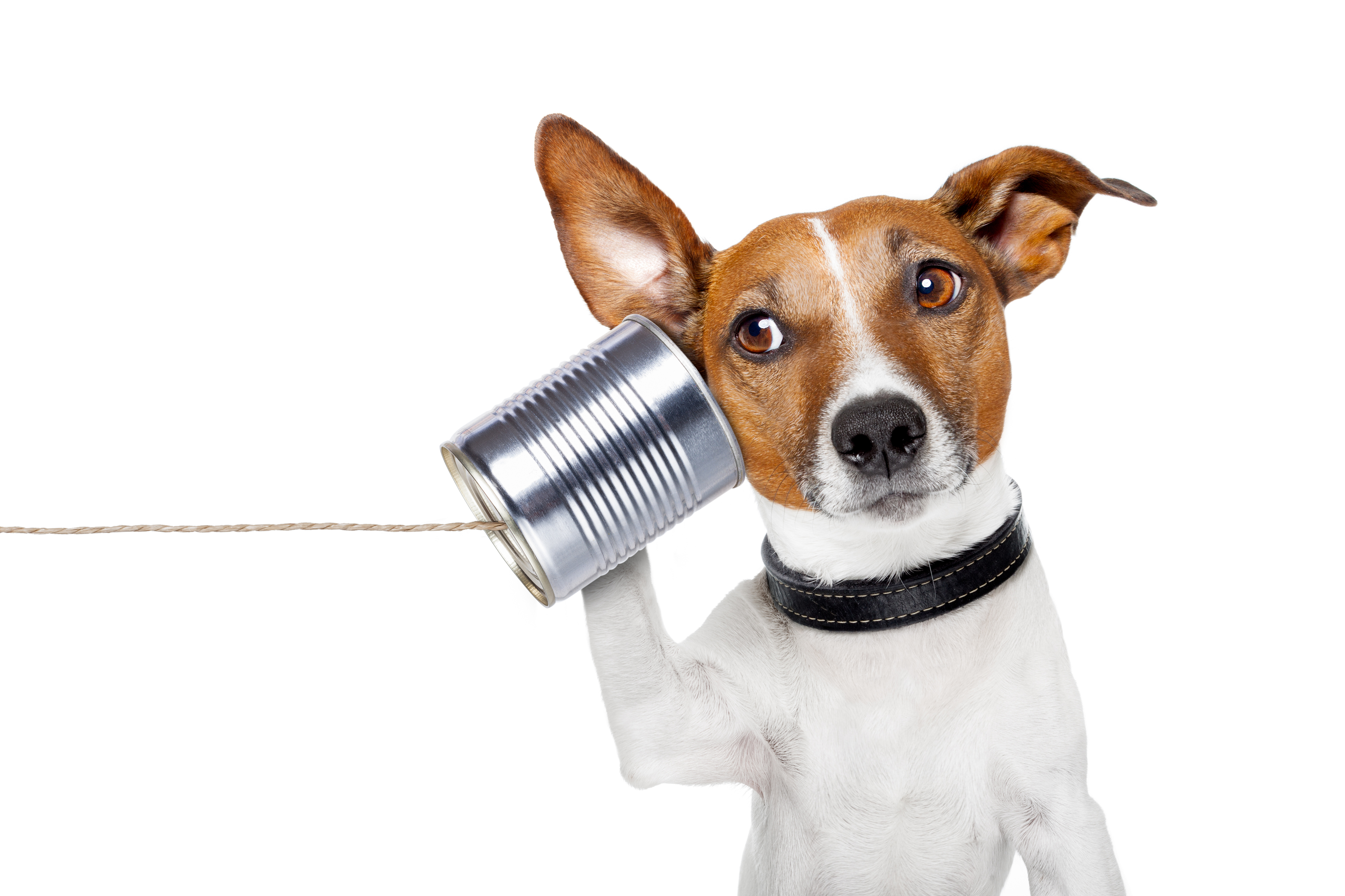 Dog On The Phone On Demand Leadership Dog On The Phone On Demand Leadership